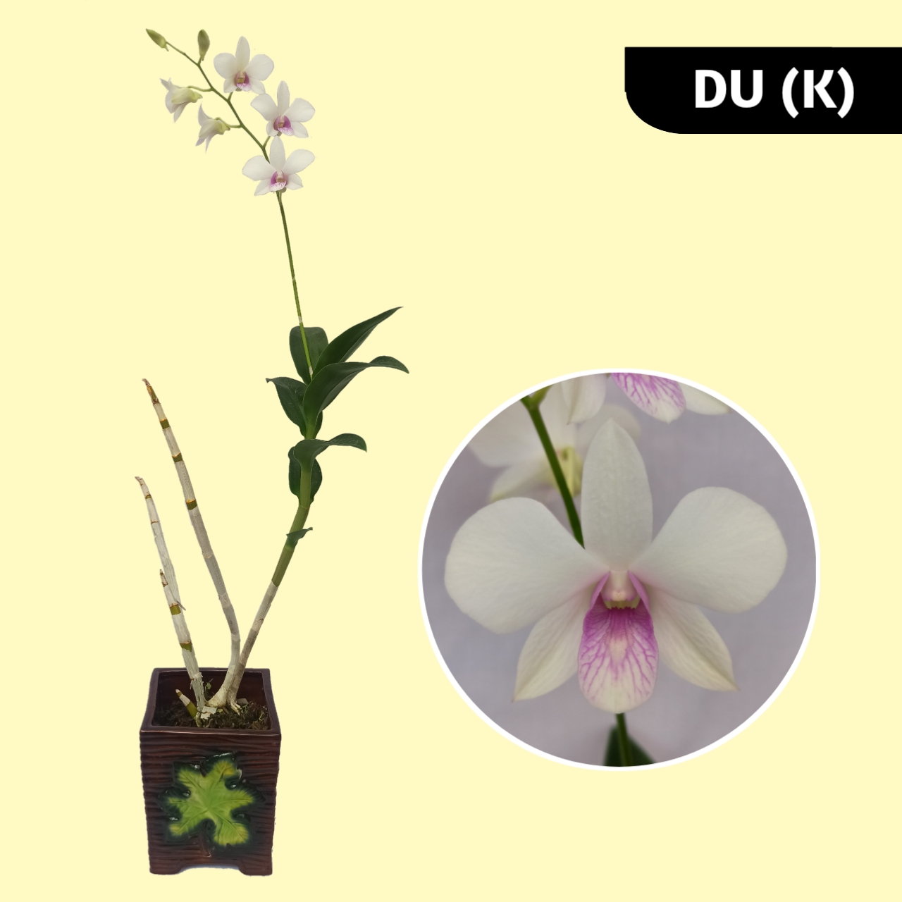 Anggrek Dendrobium | Simanis Orchids