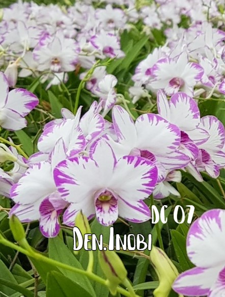 Anggrek Dendrobium | Simanis Orchids