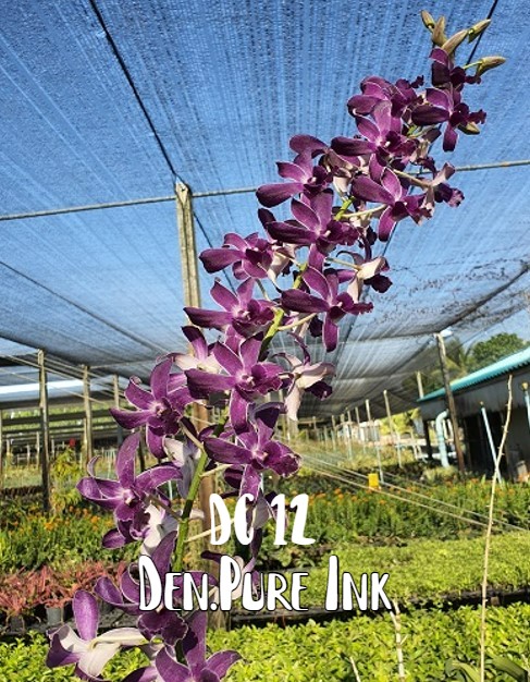 Anggrek Dendrobium | Simanis Orchids