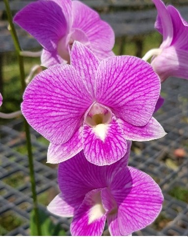 Anggrek Dendrobium | Simanis Orchids