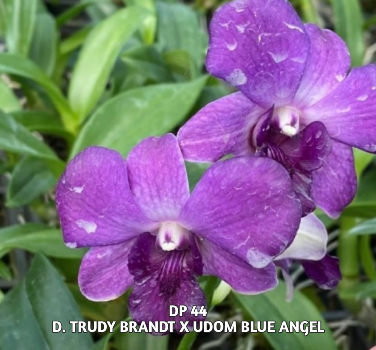 Anggrek Dendrobium | Simanis Orchids