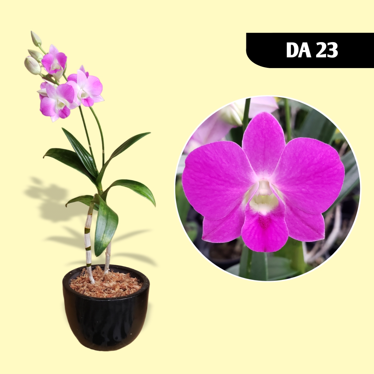 Anggrek Dendrobium | Simanis Orchids